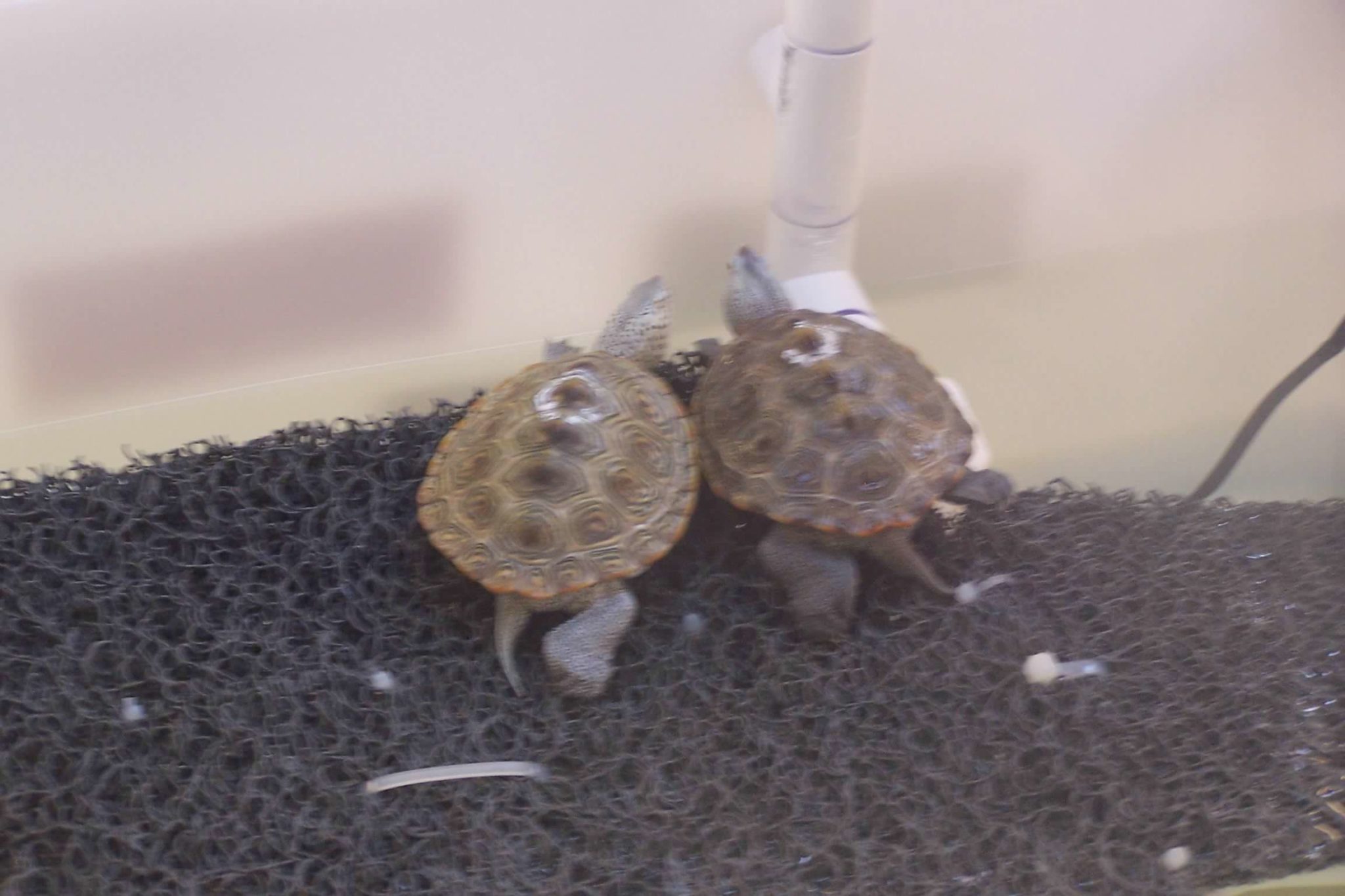 You'll Love the Hard-Shell Patients at The Georgia Sea Turtle Center ...