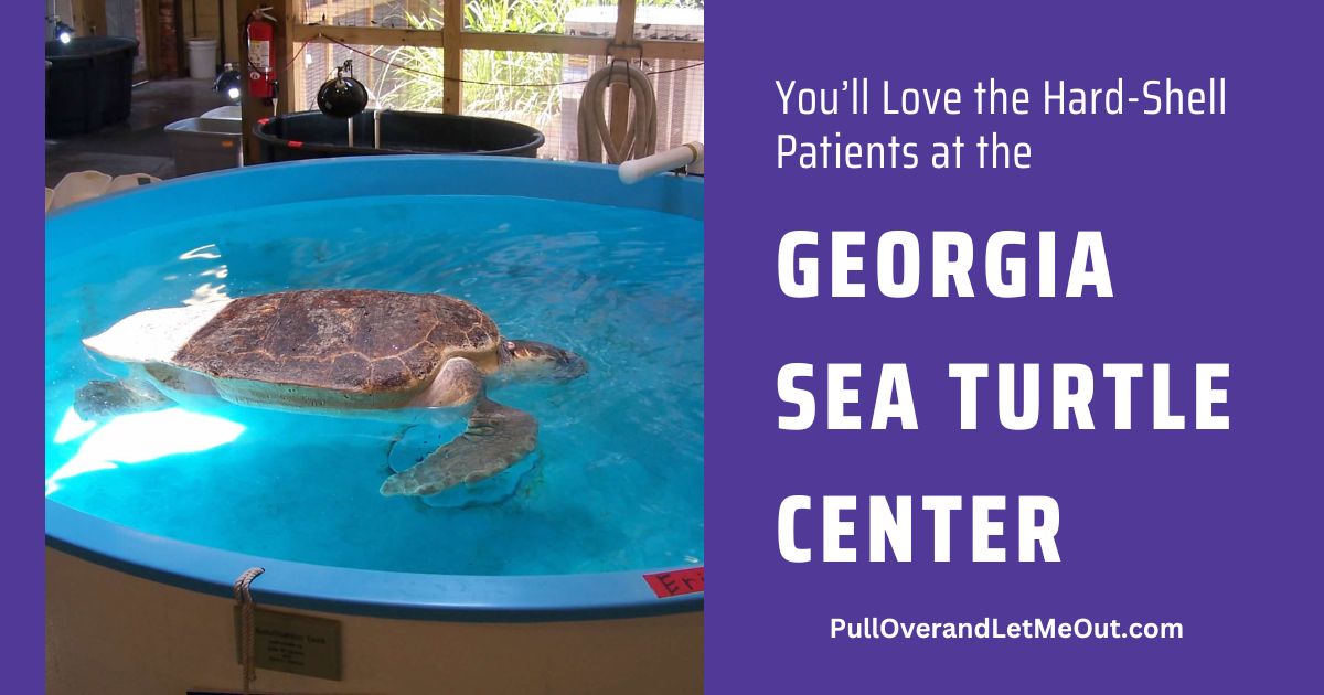 You'll Love the Hard-Shell Patients at The Georgia Sea Turtle Center ...