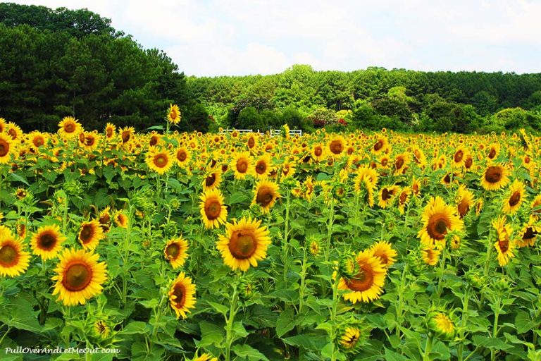 The Raleigh Sunflower Field, 11 Pictures That Will Make You Want To ...